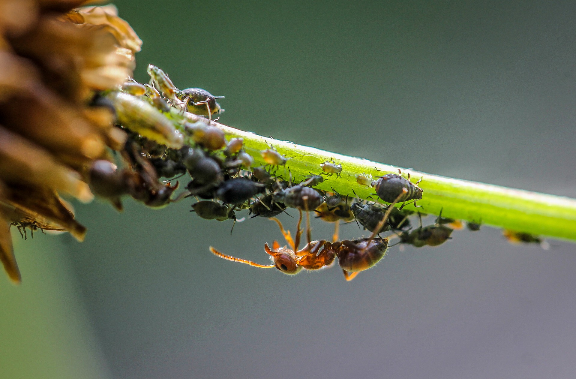 Bladluizen in de moestuin? - Succesvol Tuinieren