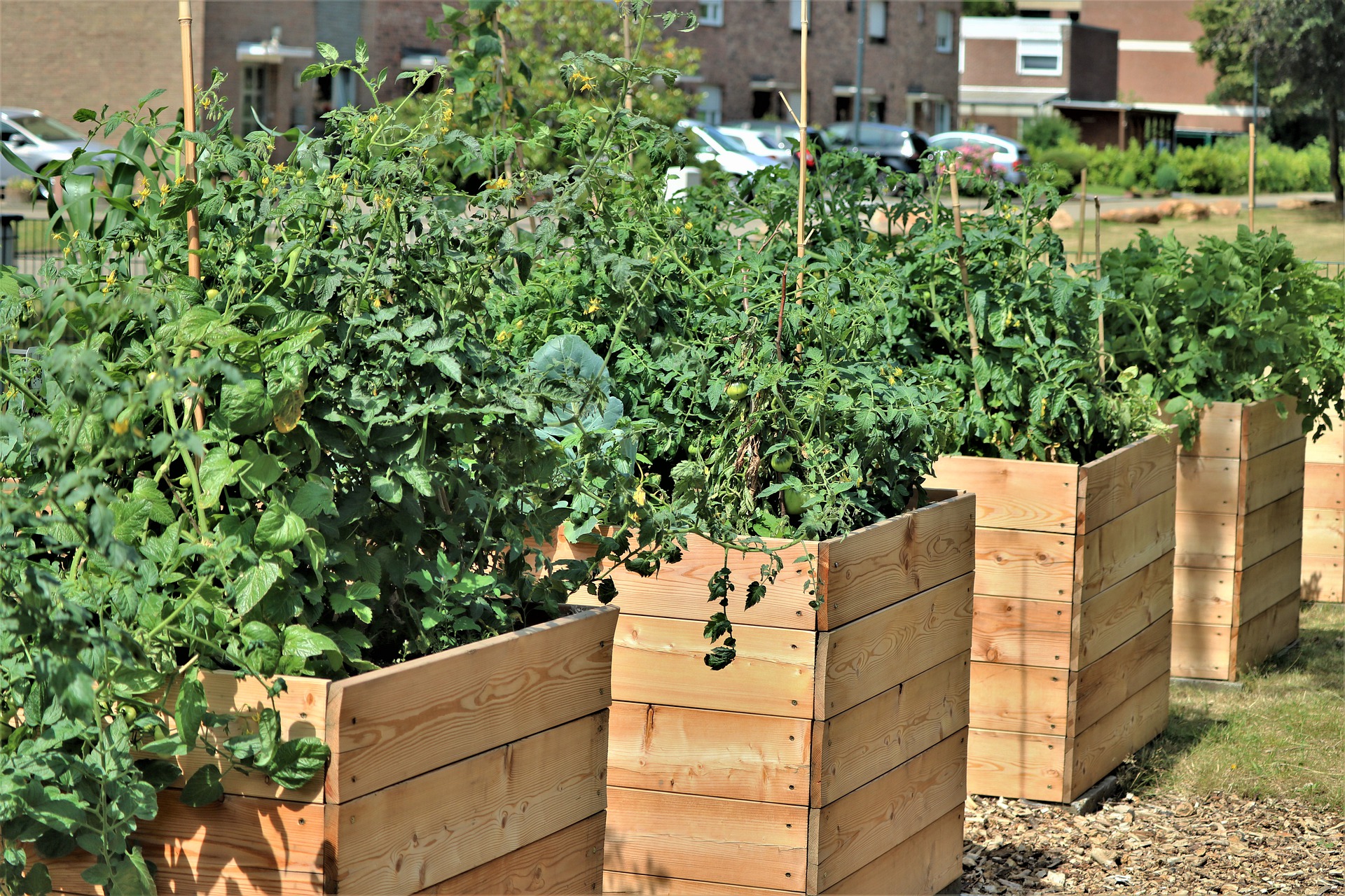 De 15 beste groenten voor in moestuinbakken - Succesvol Tuinieren