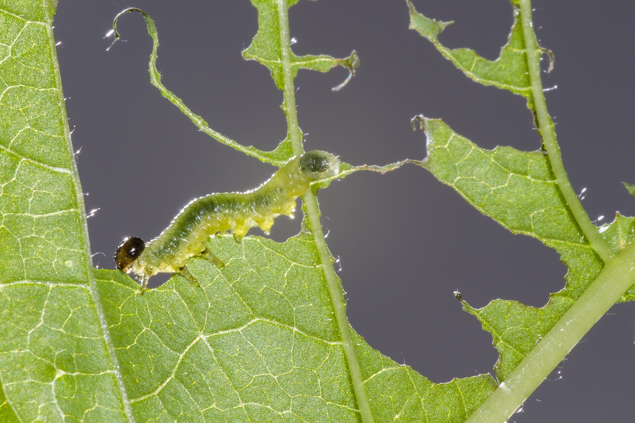 Zo hou je rupsen uit de moestuin - Succesvol Tuinieren