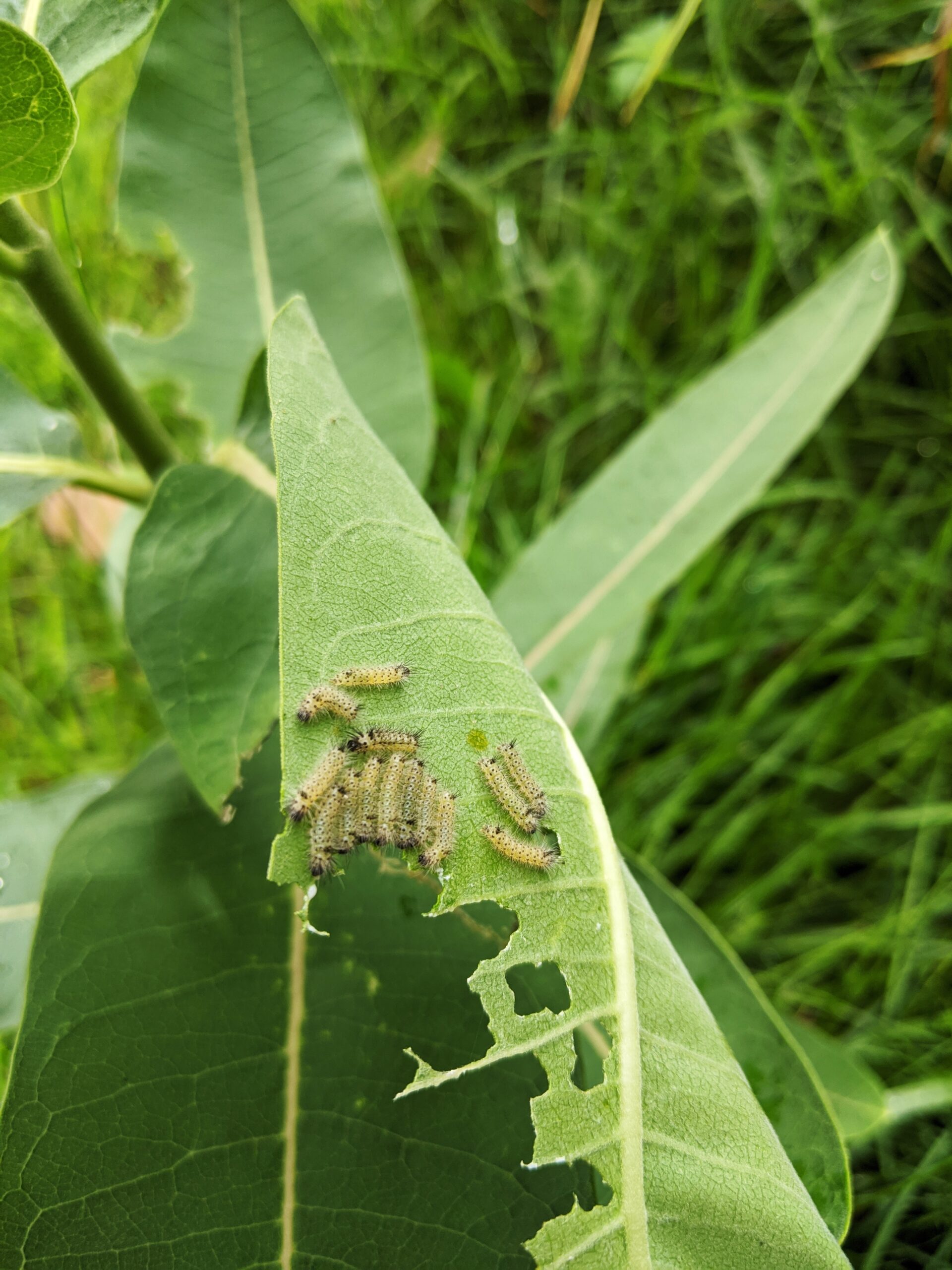 Zo hou je rupsen uit de moestuin - Succesvol Tuinieren